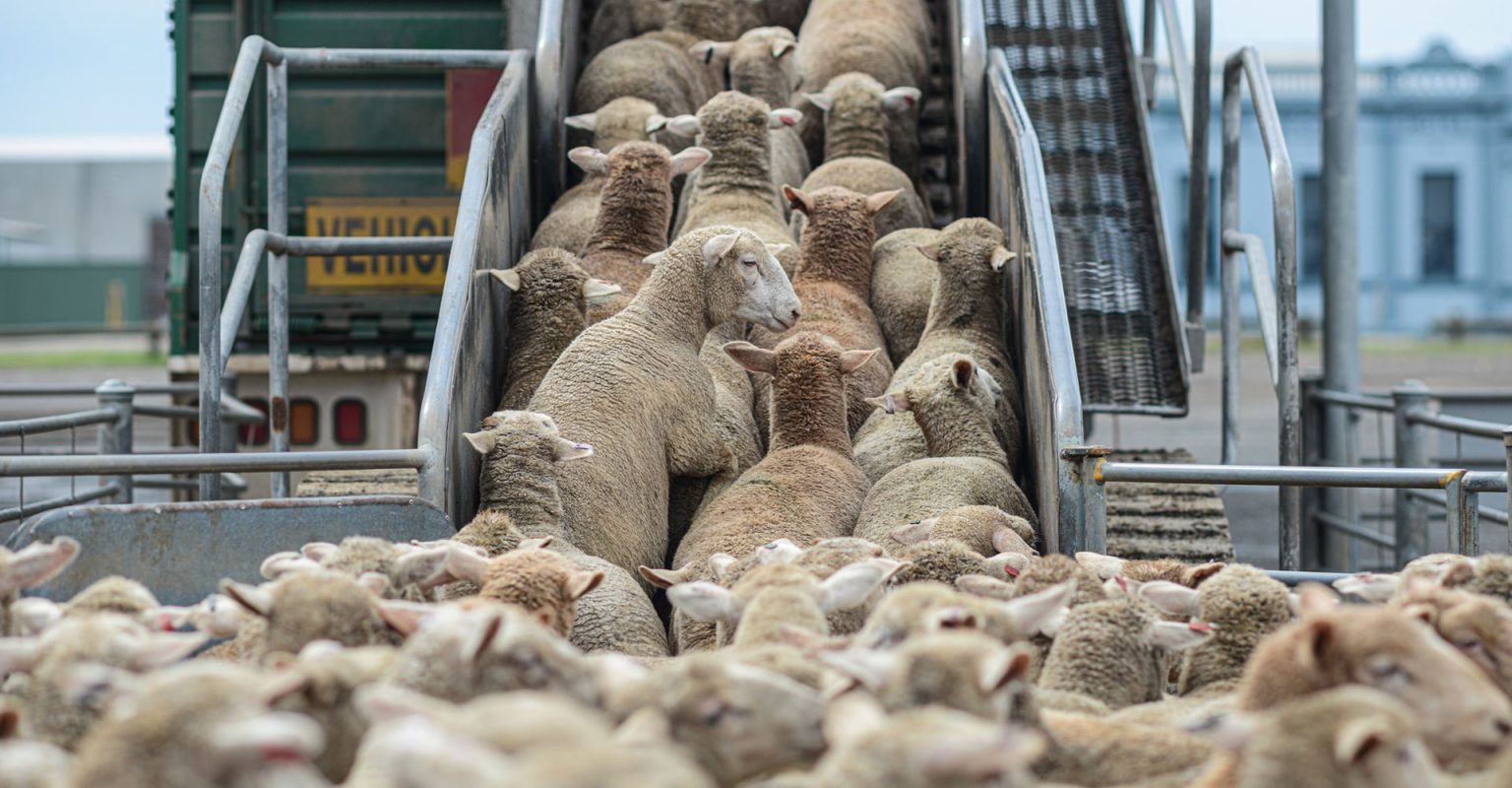 Australia’s Live Cattle Export Trade Navigates a New Decade | London Post